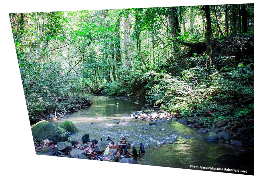 Forestwise - Deforestation